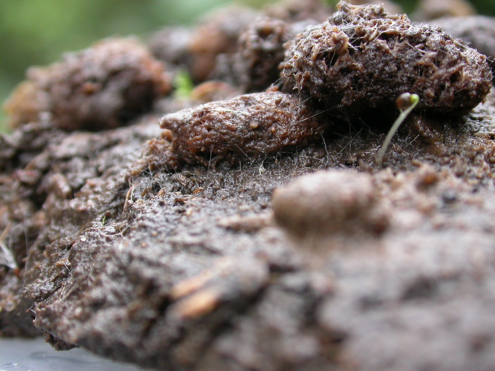 Water vole – Shropshire Mammal Group