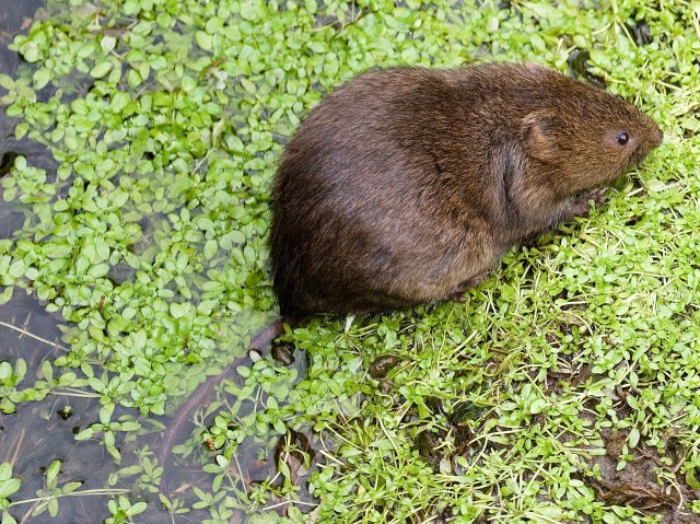 North American Water Vole Eastern Meadow Vole Facts, Diet, Habitat