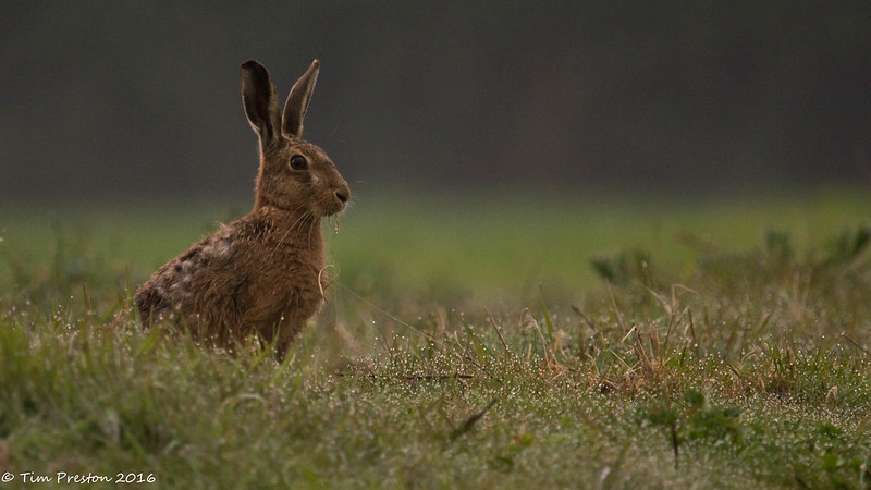 Brown hare – Shropshire Mammal Group