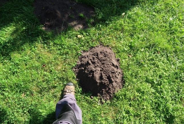 Mole – Shropshire Mammal Group