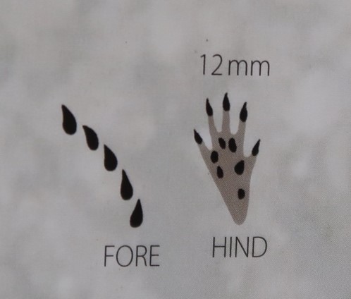 Mole – Shropshire Mammal Group