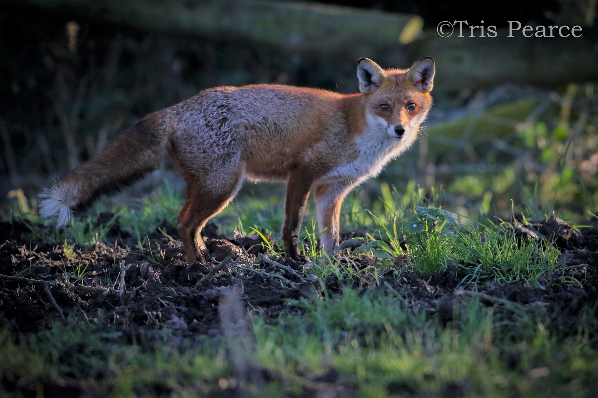 Red Fox – Shropshire Mammal Group