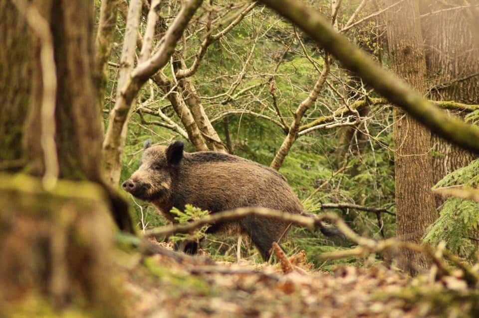 Wild Boar – Shropshire Mammal Group
