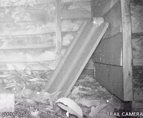 Wood mouse – Shropshire Mammal Group