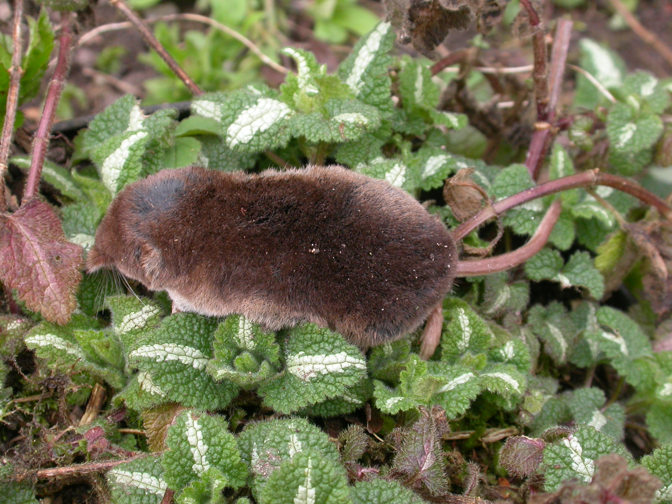 Common shrew – Shropshire Mammal Group